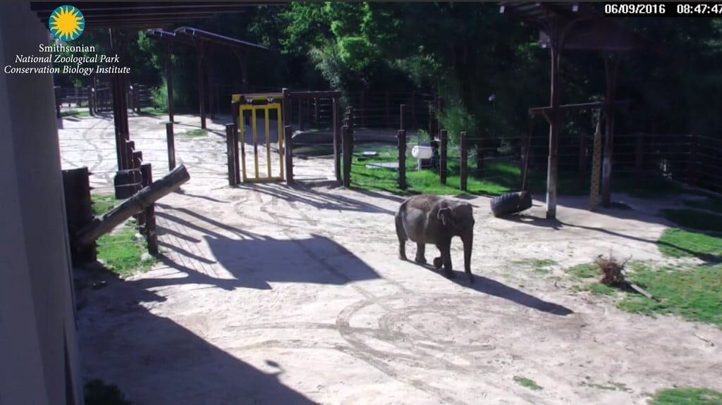 List of Virtual Zoo Tours: Explore Interactive Zoo Exhibits from Home ...