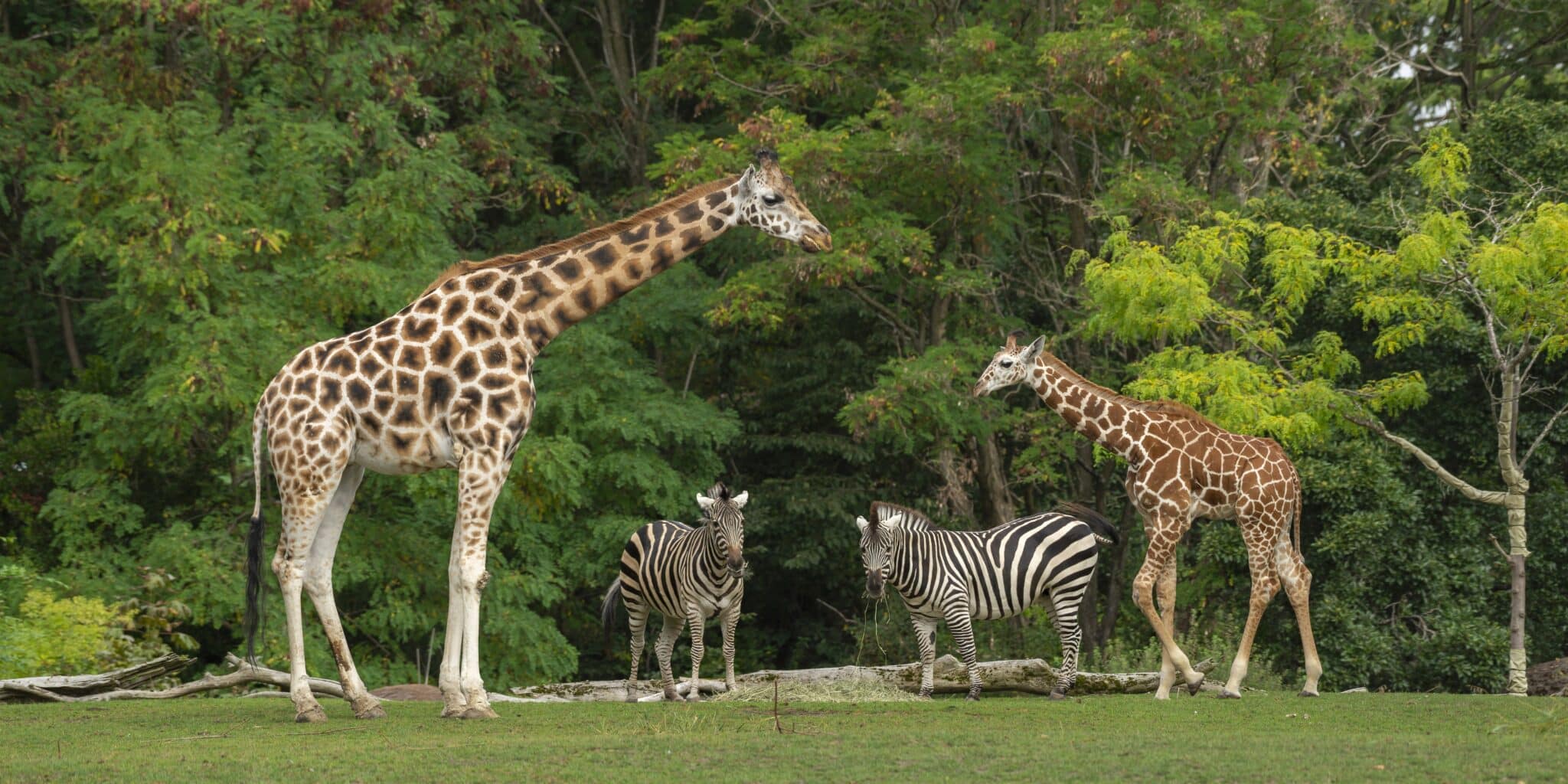 List of Virtual Zoo Tours: Explore Interactive Zoo Exhibits from Home ...